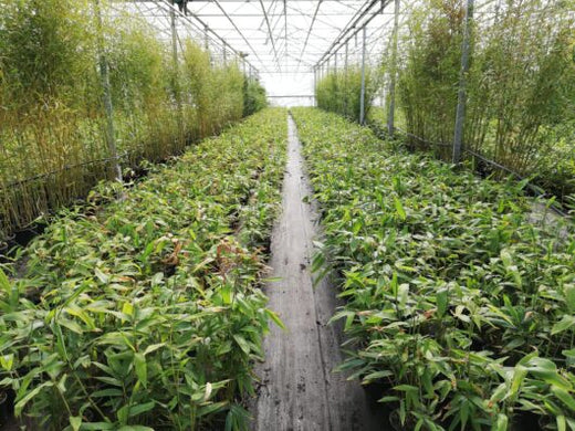 De opkomst van Europese bamboe | BLOG Bamboo Import