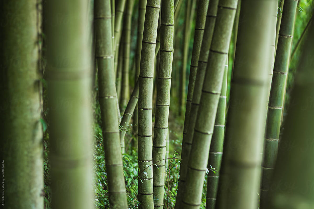 The mechanical properties of bamboo