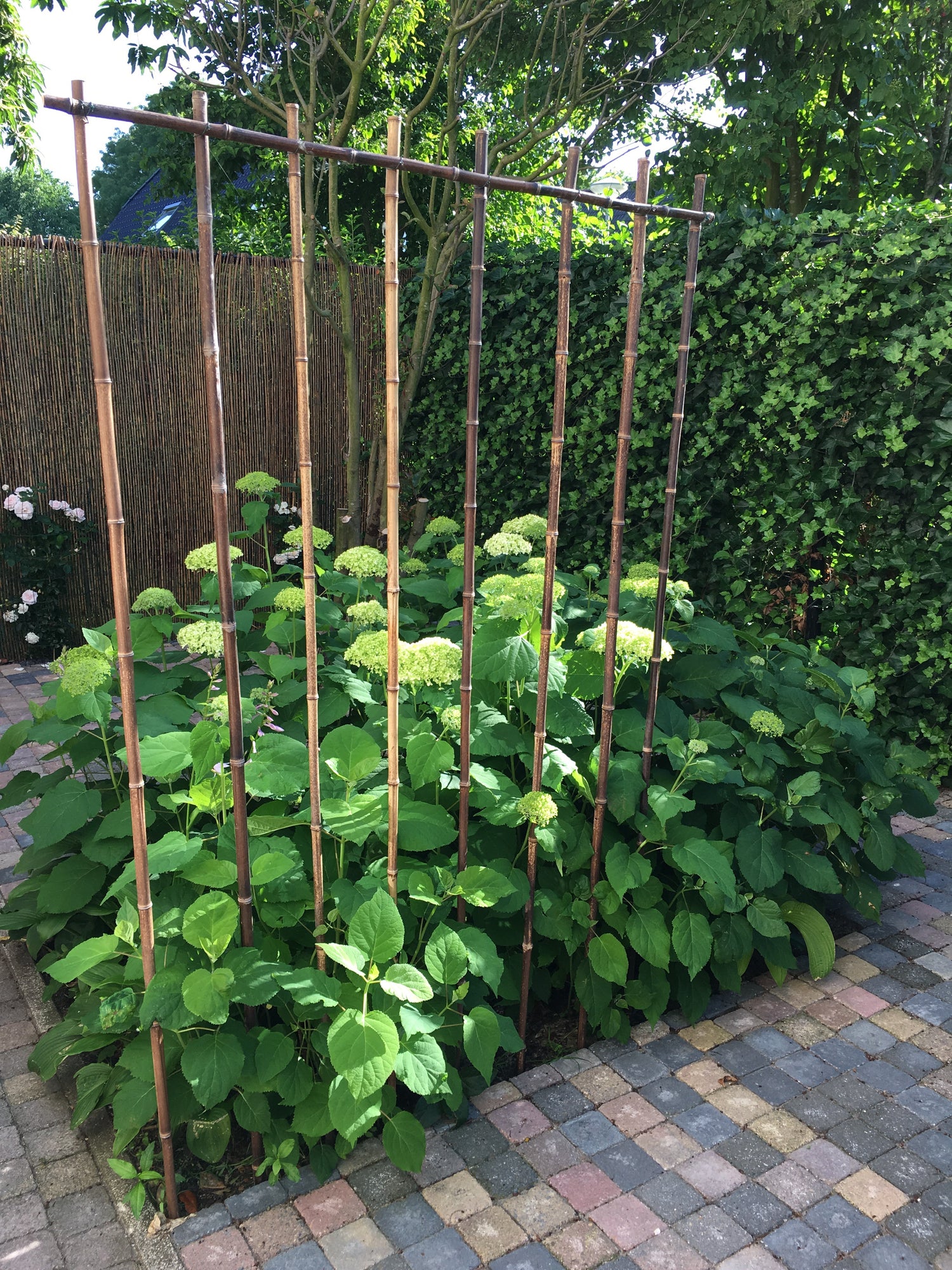 Natuurlijk kleurverschil in Bamboe